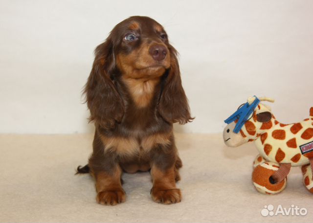 Шоколадная девочка кроличья\мини