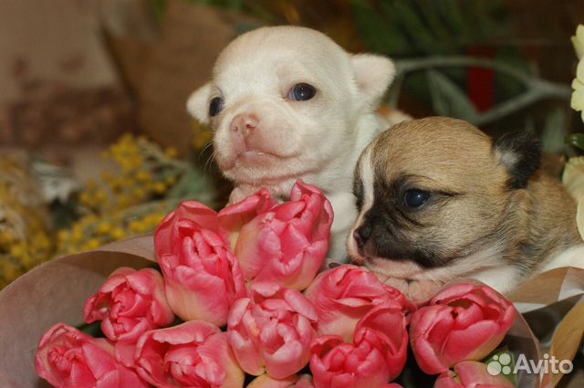 Девочки чихуахуа