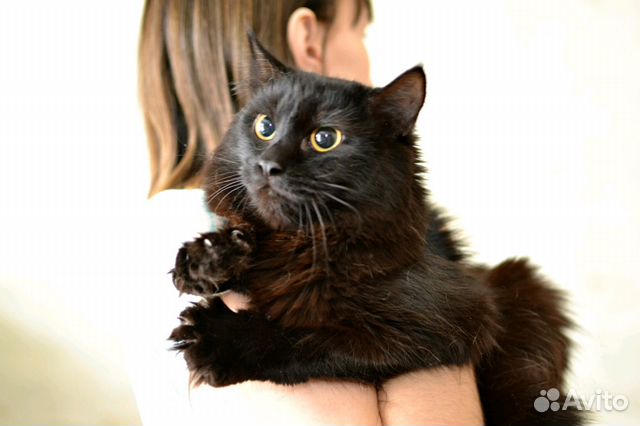 Пушистый красавчик