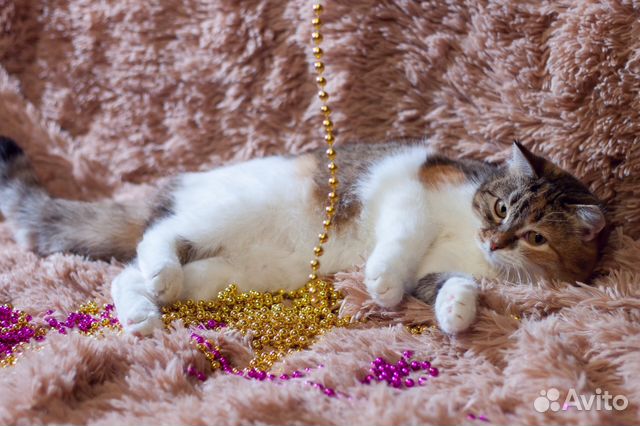 Кошечка Пастила ищет дом