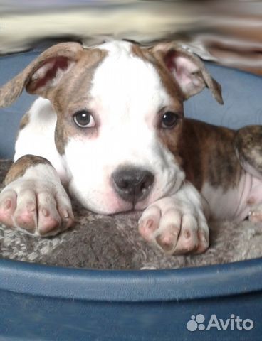 Щенок Американского стаффорширского терьера