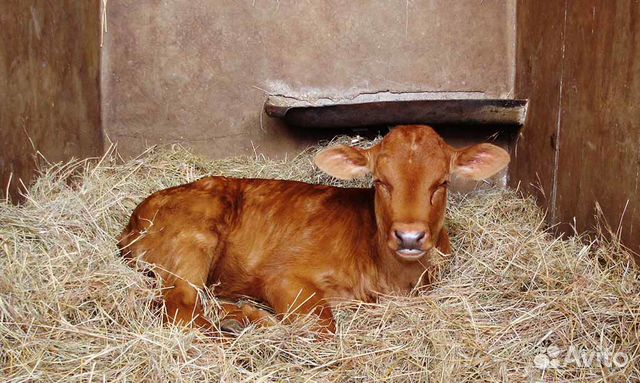 Молодые телята