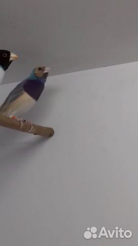 Амадины/Амадина Гульда самец