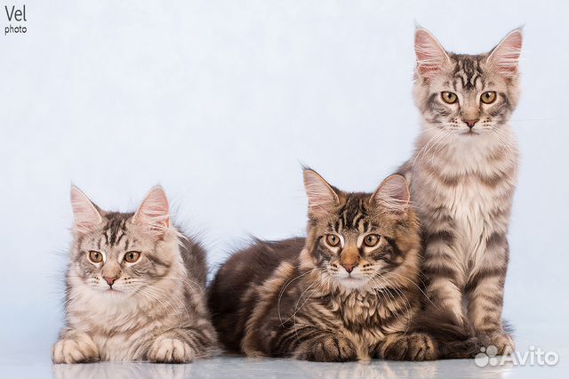 Котята Мейн-кун