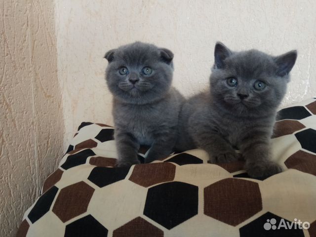 Котята породы "Британские голубые"