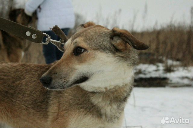 Собачка в добрые руки