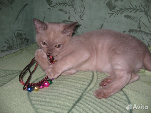 Шоколадная бурмочка