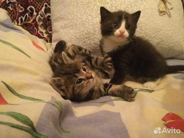 Котятки мальчик и девочка в ответственные руки