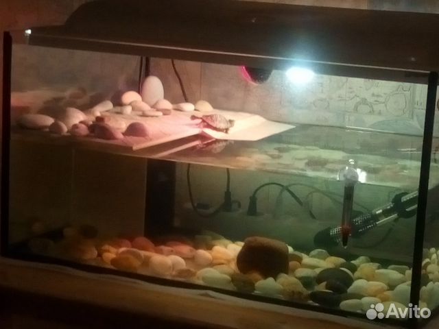 Аквариум для морских черепашек