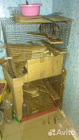 Шиншиллы с двумя клетками