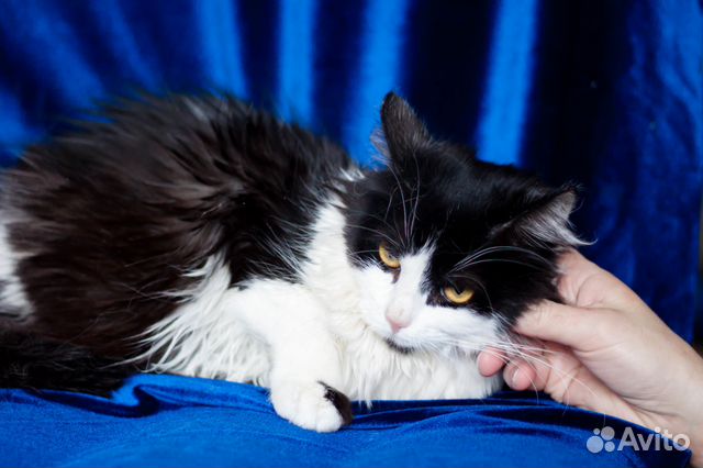 Кошка Ксюша, 4 года