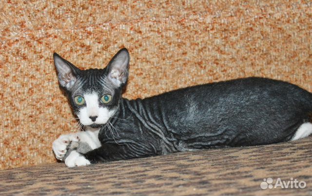 Девочка левкоечка