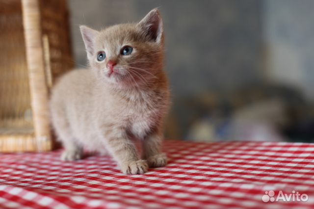 Рыжий котенок в добрые руки