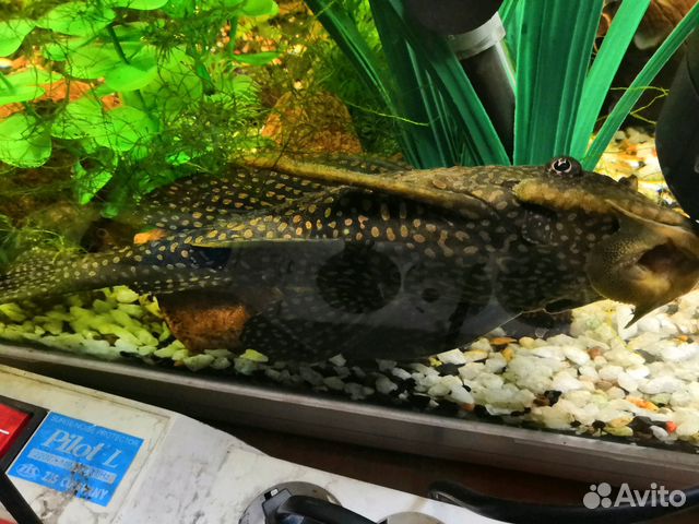 Птеригоплихт сом