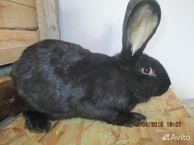 Продам крольчиху