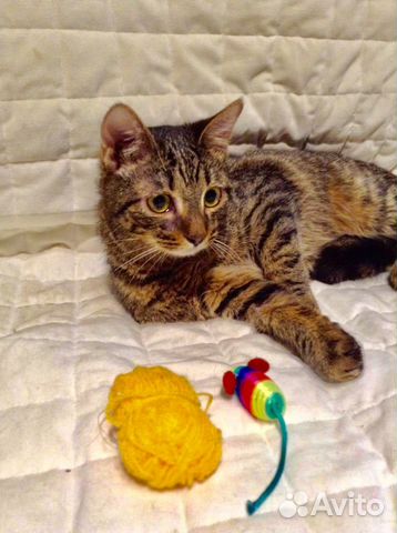 Котик в добрые руки