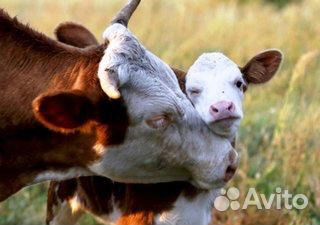 Выпас скота крс-овцы