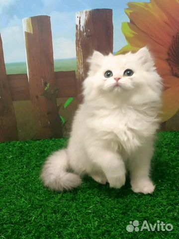 Котик длинношерстный британский