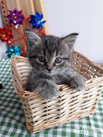 Лапочка ищет семью