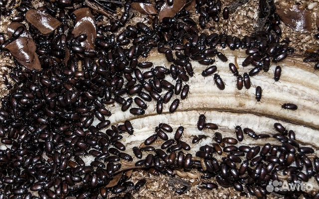 Жук Знахарь (Чернотелка)