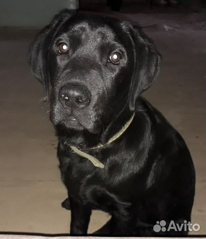 Продаю собаку