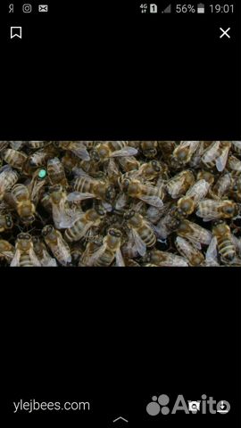 Продаю пчелосемьи,рутт