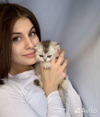Снежные котики