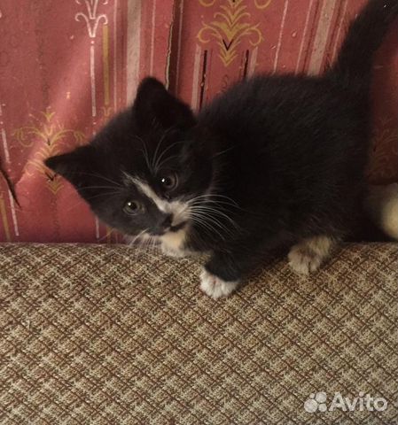 Невероятно смешной котёнок в добрые руки