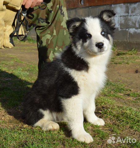 Мальчик якутской лайки