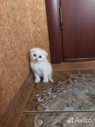 Продажа котят
