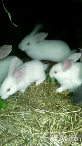Крольчата