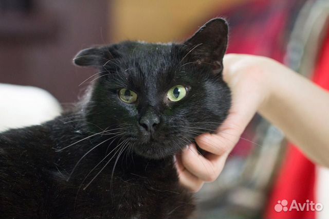 Красавец Диего ждёт свою семью