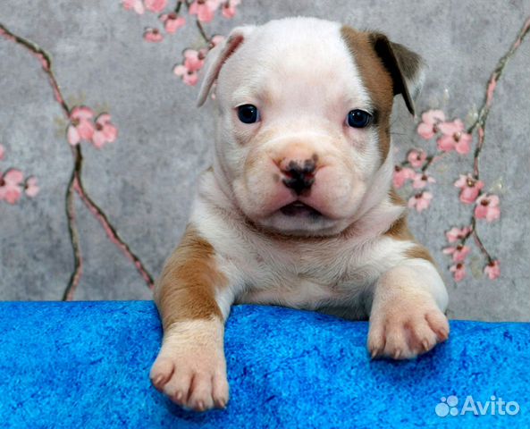 Голубо-палевая красавица (РКФ документы)