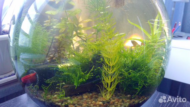 Мох Рождественский (Кристмас) на камне