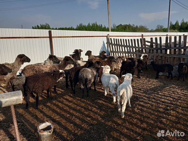 Обменяю стадо овец на корову и теленка