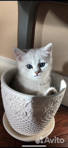 Британская Серебристая Шиншилла