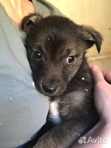 Маленькие щеночки