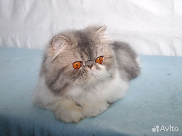 Персидский котик ищет новый дом