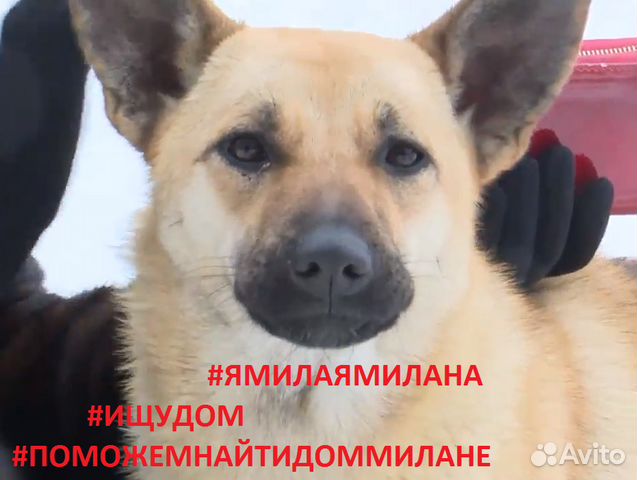 Милая и красивая Милана ищет дом