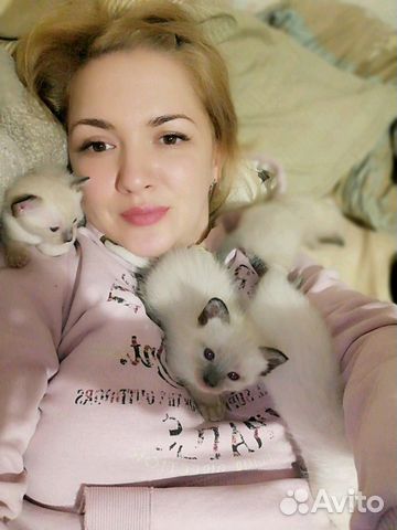 Тайские котята