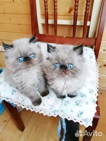 Персидские гималайские котята