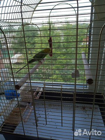 Попугай волнистый зелёный отдам даром
