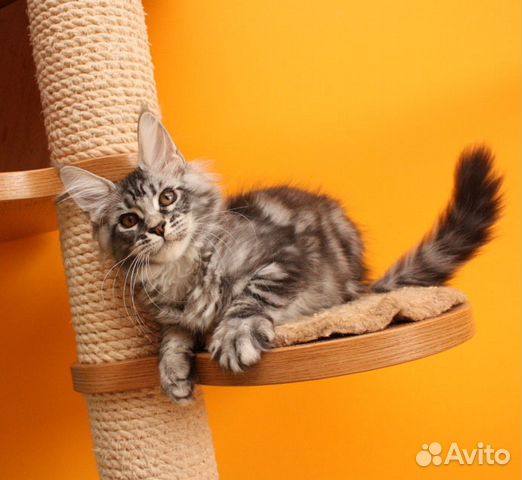 Котик Иолай чёрный серебряный мраморный