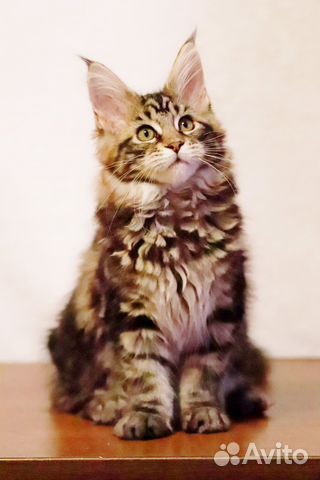 Девочка мейн-кун n22