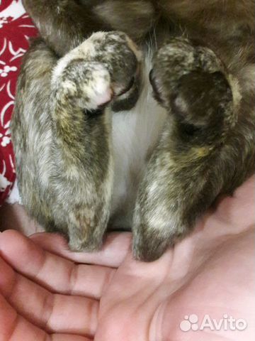 Яркая бурма девочка и мальчик соболь