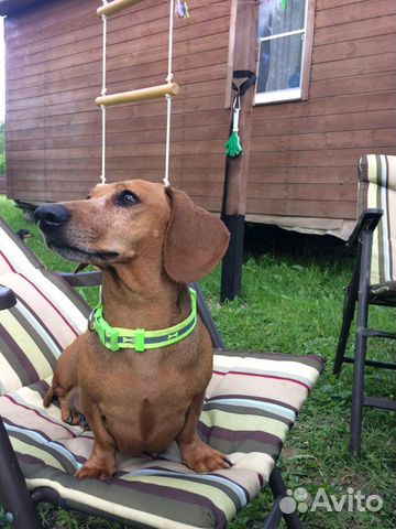 Бесплатно пристраивается такса, декочка 6 лет