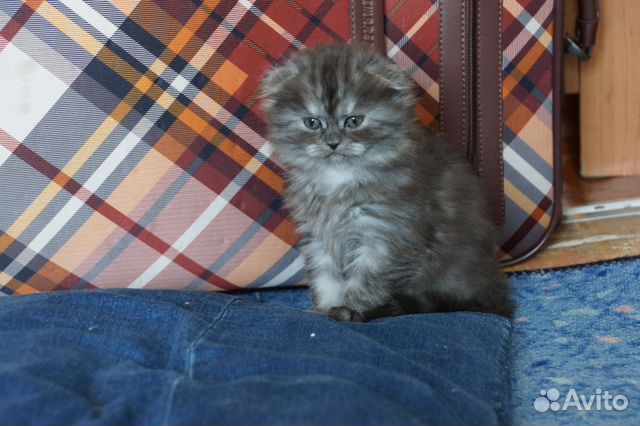 Шотландские котята