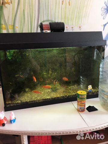 Аквариумные рыбки