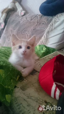 Отдам Лёшу