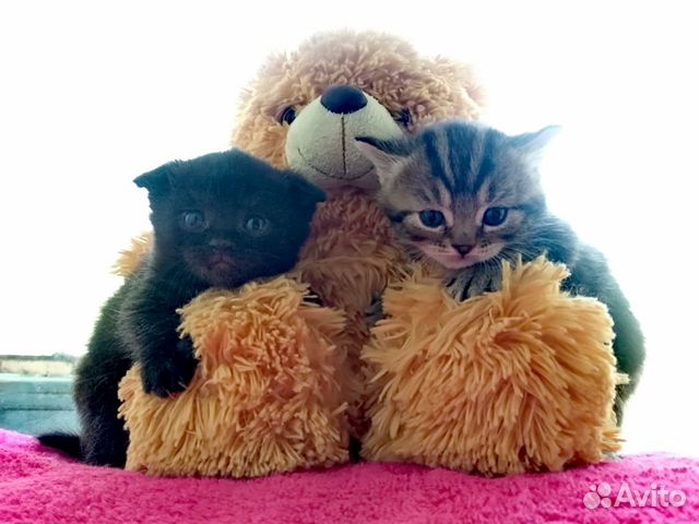 Пушистики в ожидании нового дома